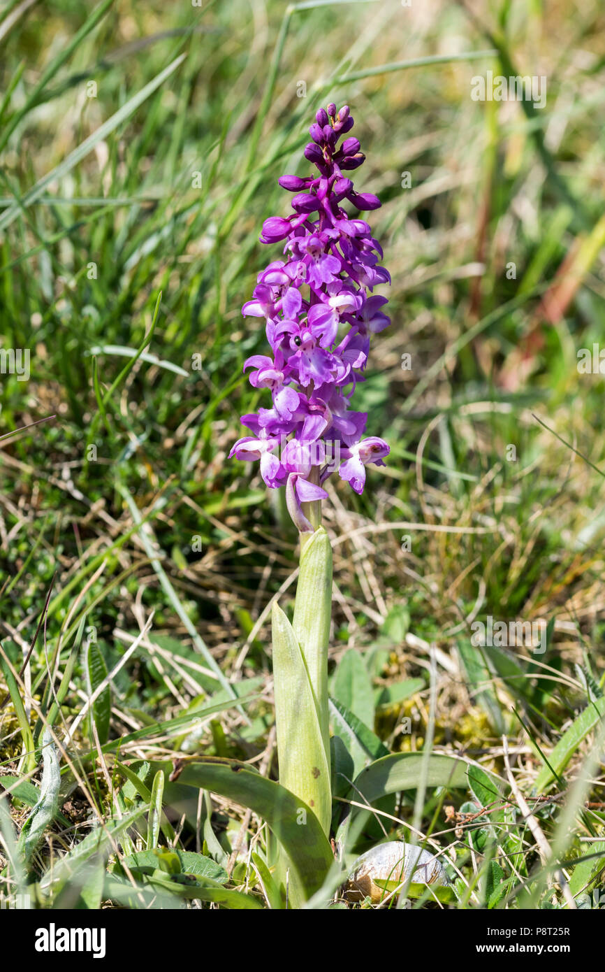 British wild orchid hi-res stock photography and images - Alamy