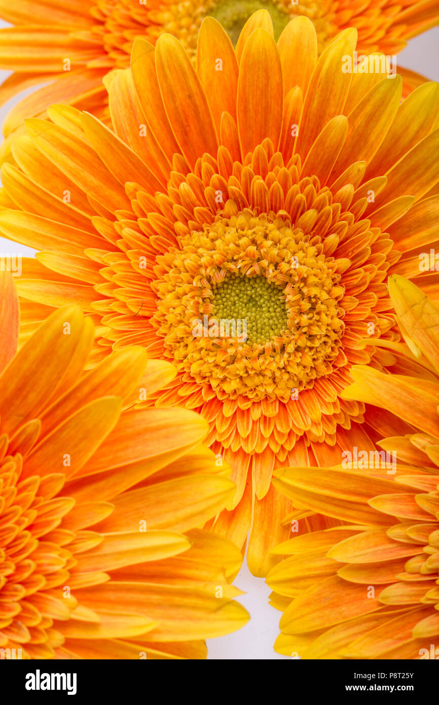 Subtle orange gerbera flowers on white background Stock Photo - Alamy