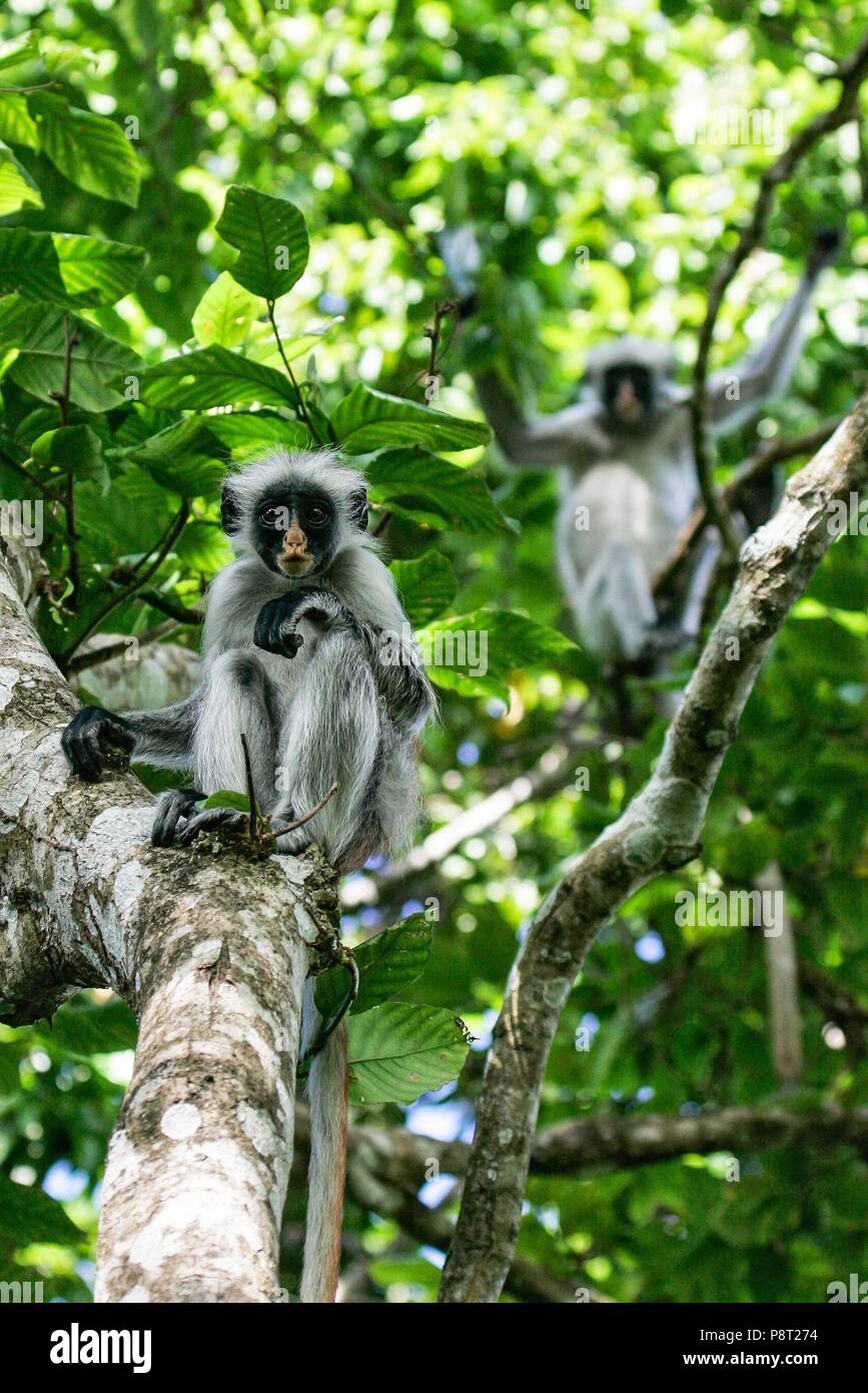 Zanzibar Red Colobus (Piliocolobus kirkii) two sitting in rainforest ...