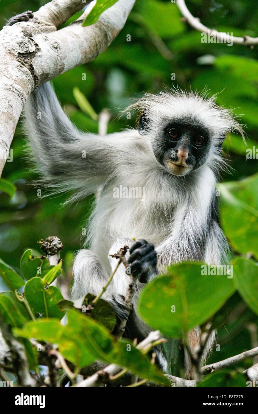 Zanzibar Red Colobus (Piliocolobus kirkii) sitting in tree in ...