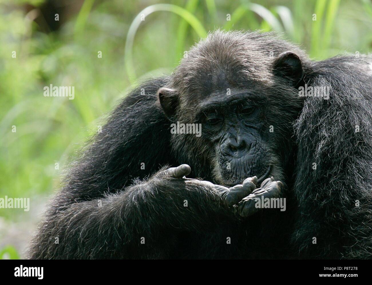 Chimpanzee human hand hi-res stock photography and images - Alamy