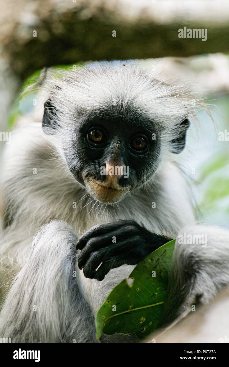 Zanzibar Red Colobus (Piliocolobus kirkii) hiding in tree, Jozani ...