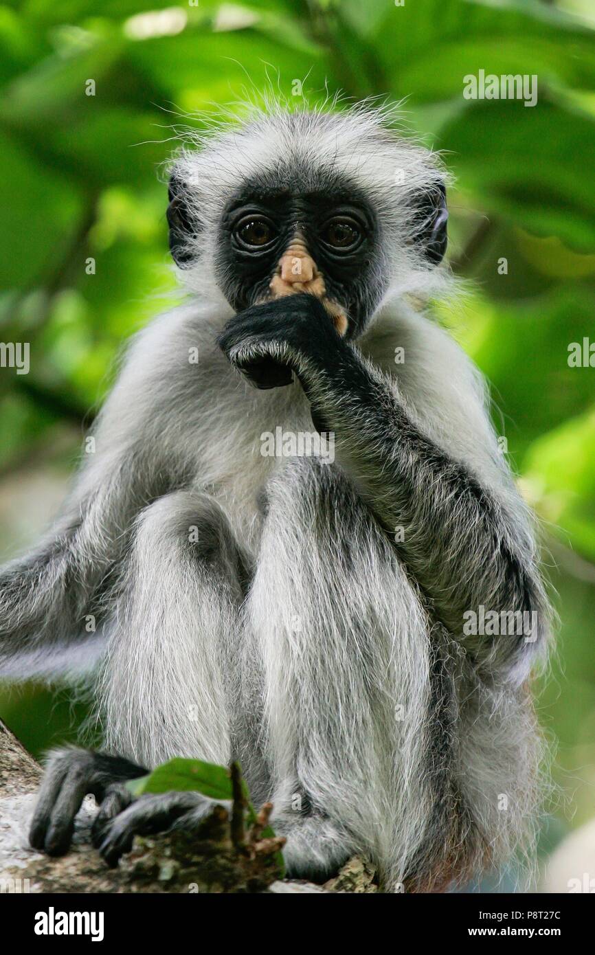 Monkey sucking thumb hi-res stock photography and images - Alamy