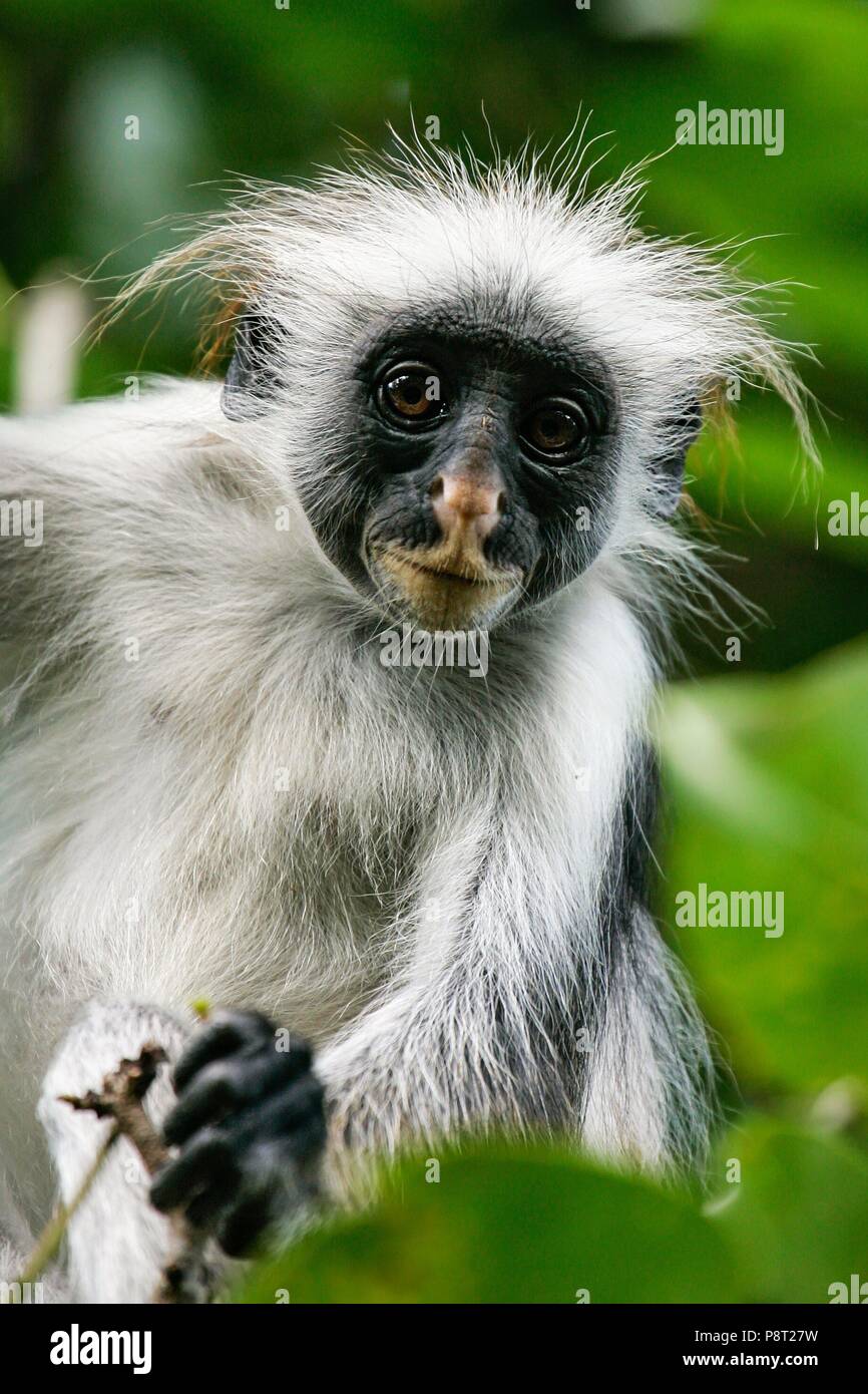 Zanzibar Red Colobus (Piliocolobus kirkii) portrait in tree, Jozani ...