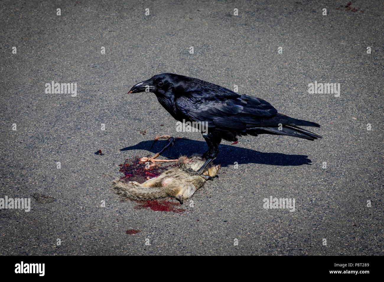 Cycle of life and death: Crow feeding on roadkill at Torrey Pines State ...