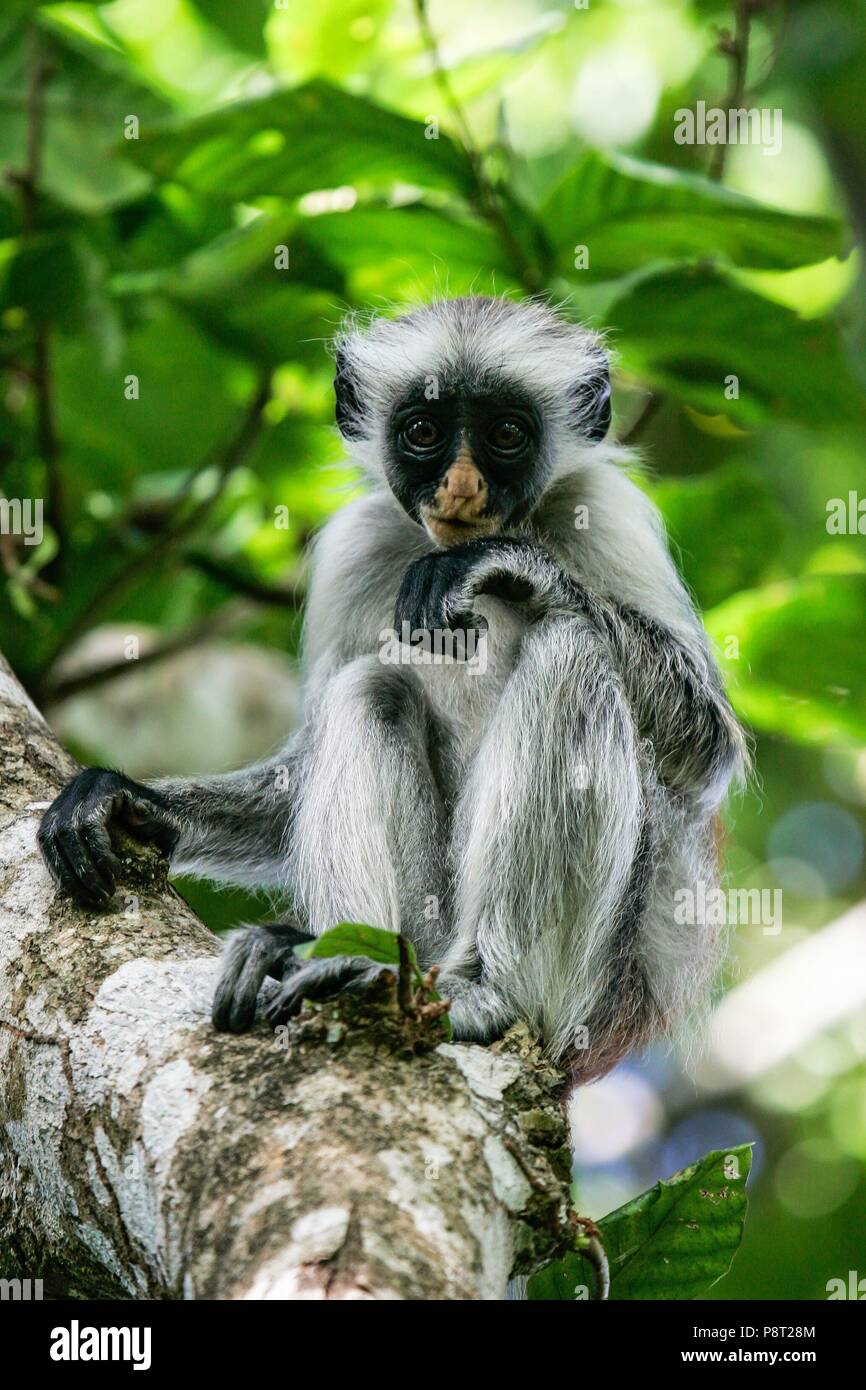 Zanzibar Red Colobus (Piliocolobus kirkii) lonely young sitting in tree ...