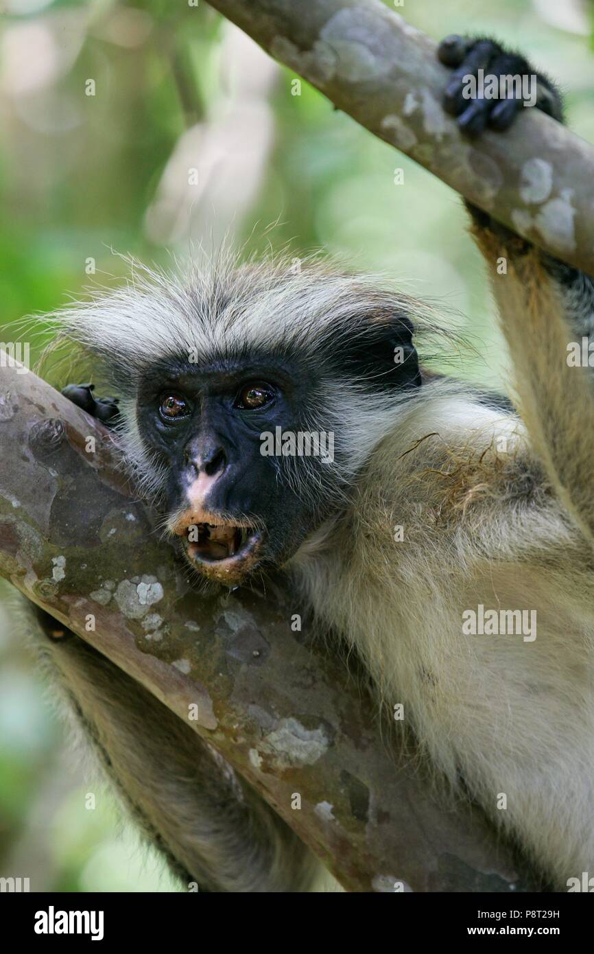 Zanzibar Red Colobus (Piliocolobus kirkii) old male withouth teeth ...