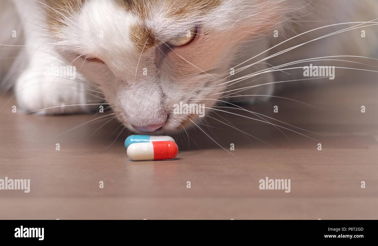 Cute tabby cat sniffs on medicine capsules Stock Photo - Alamy