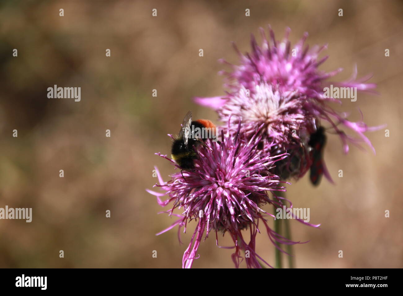Bee looking for pollen Stock Photo - Alamy