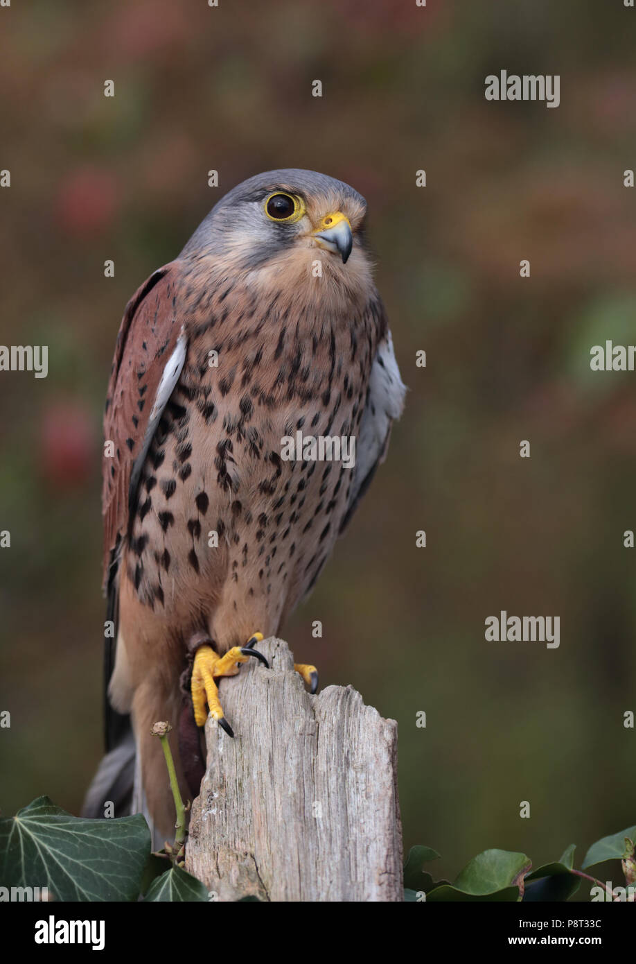 Kestral perched hi-res stock photography and images - Alamy