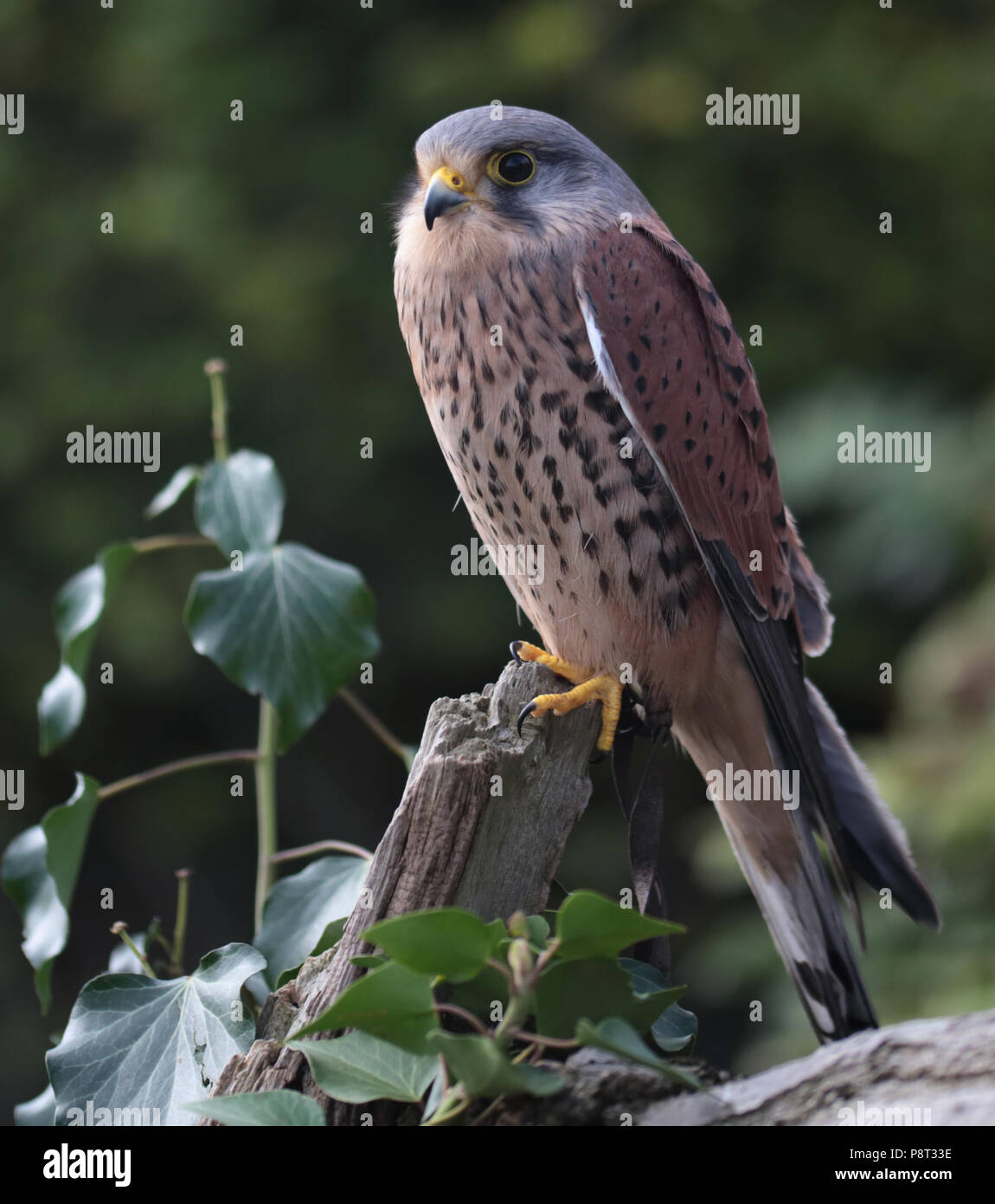 Kestral perched hi-res stock photography and images - Alamy