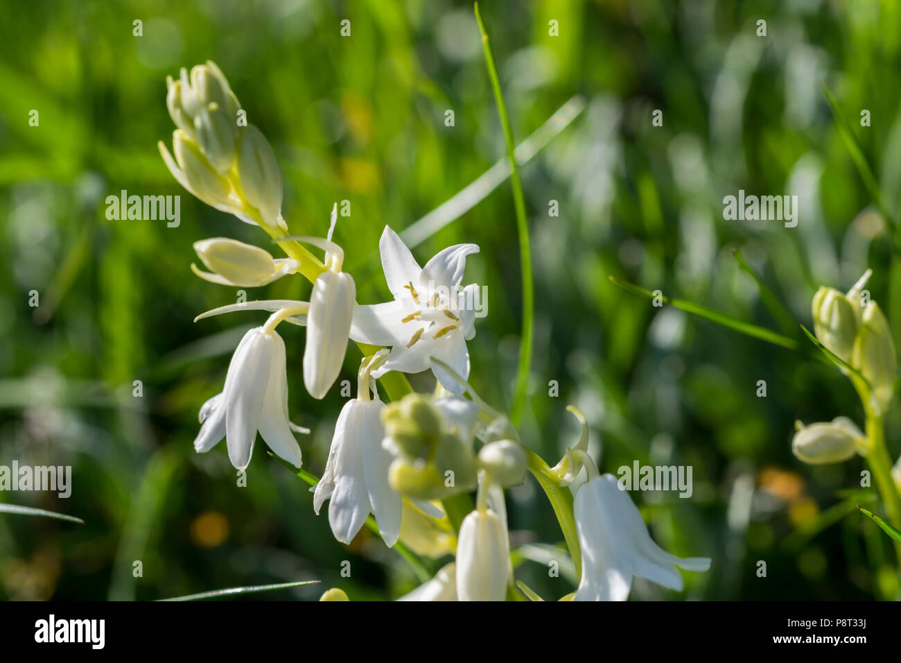 White species of the Spanish Bluebell Hyacinthoides hispanica Stock ...