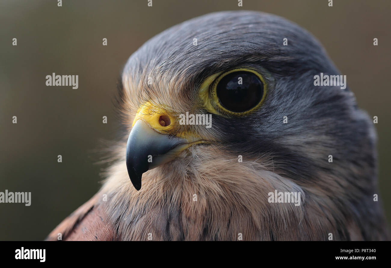 Portrait of a Kestral Stock Photo - Alamy