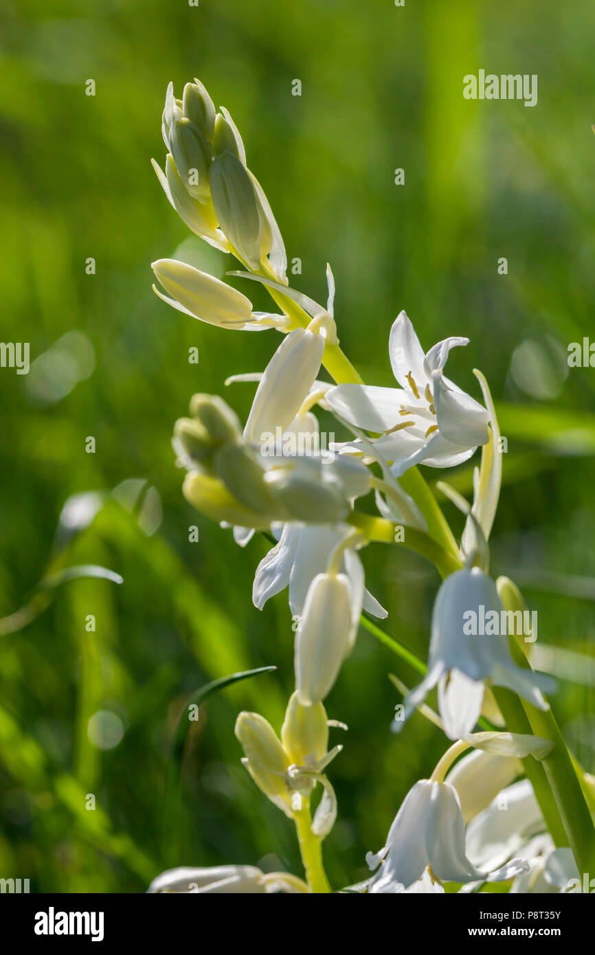 White species of the Spanish Bluebell Hyacinthoides hispanica Stock ...