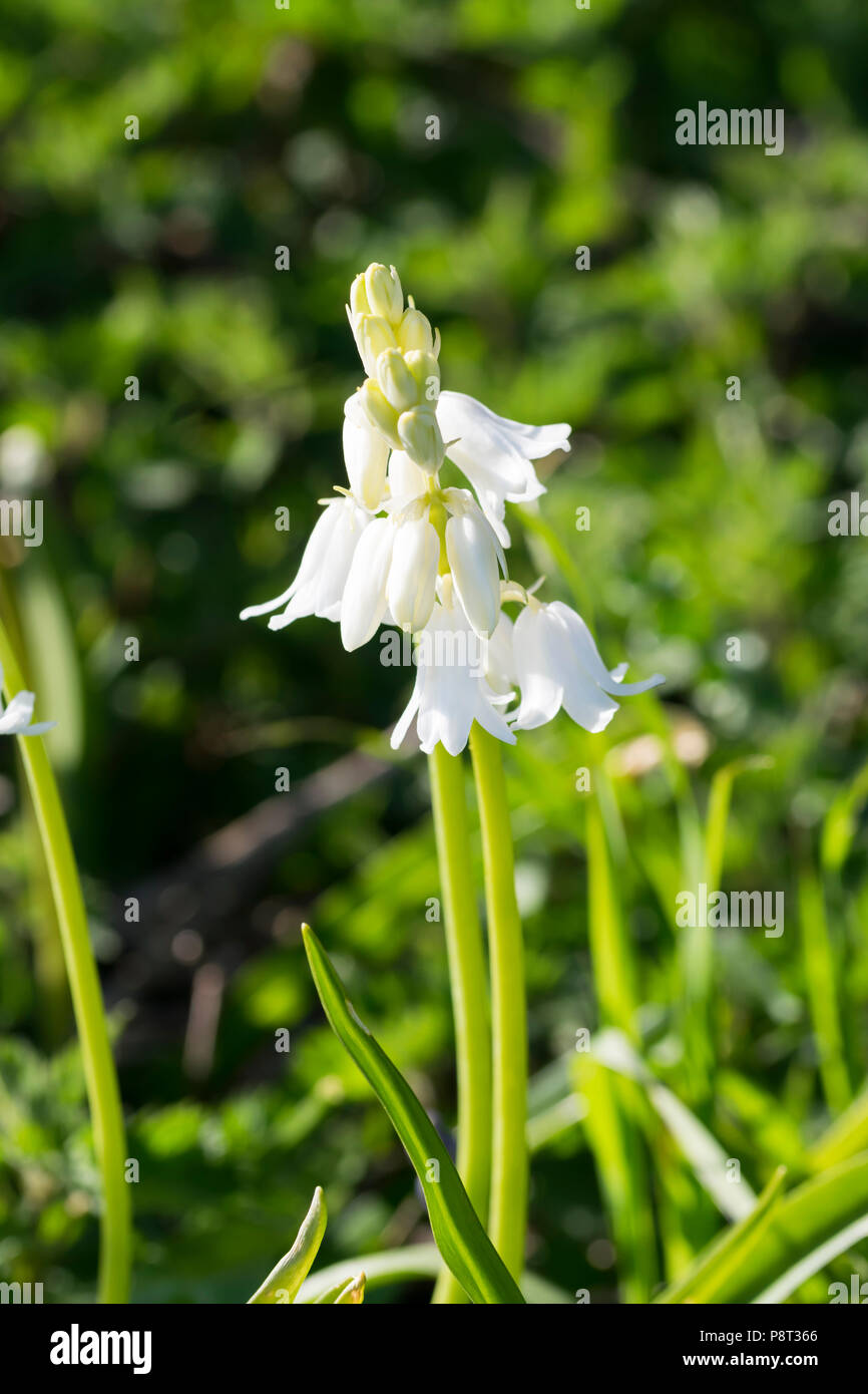 White species of the Spanish Bluebell Hyacinthoides hispanica Stock ...