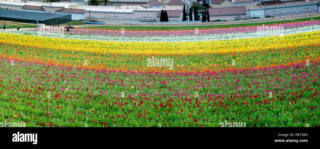 Huge and colorful flower fields at a nursery in Carlsbad, in March 2018 ...