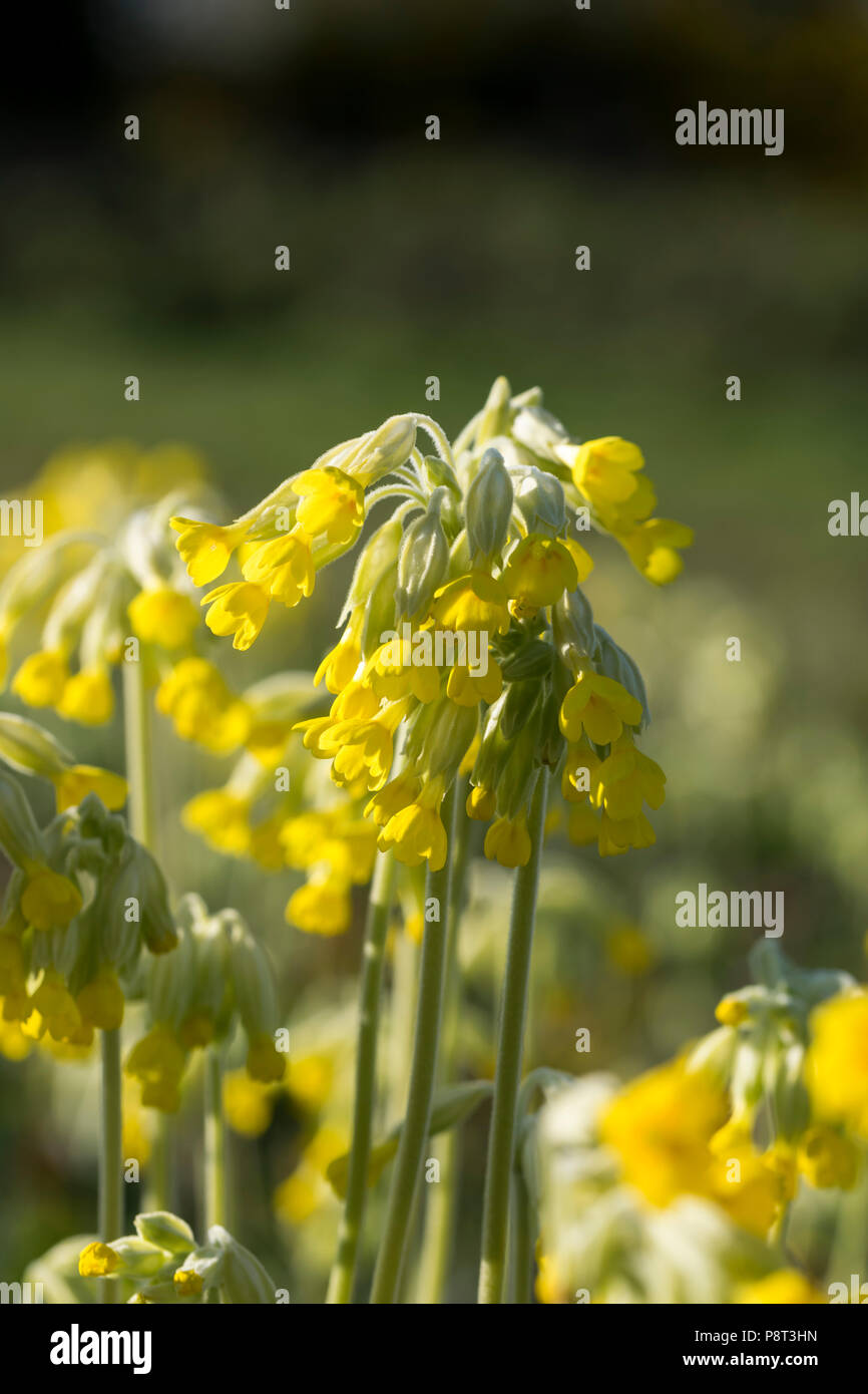 Cowslip Primula veris Stock Photo - Alamy