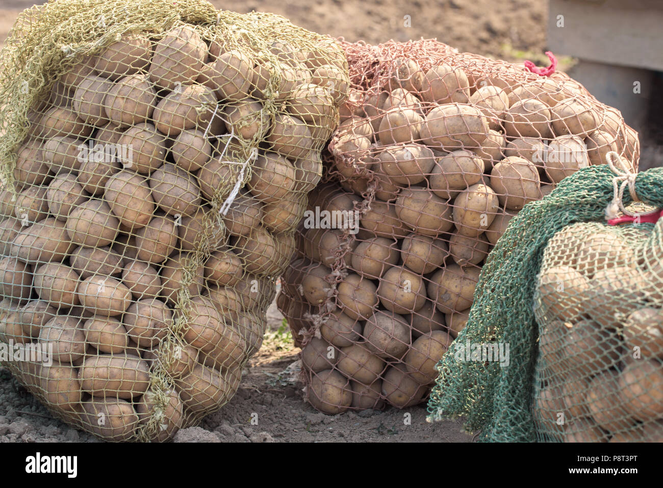 Tubers of potatoes hi-res stock photography and images - Alamy