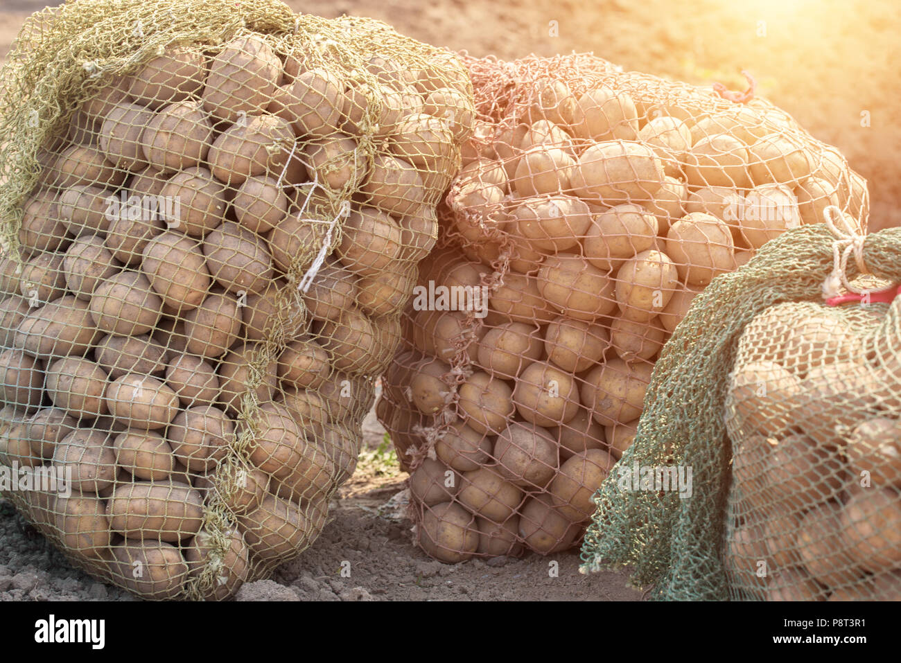 Tubers of potatoes hi-res stock photography and images - Alamy
