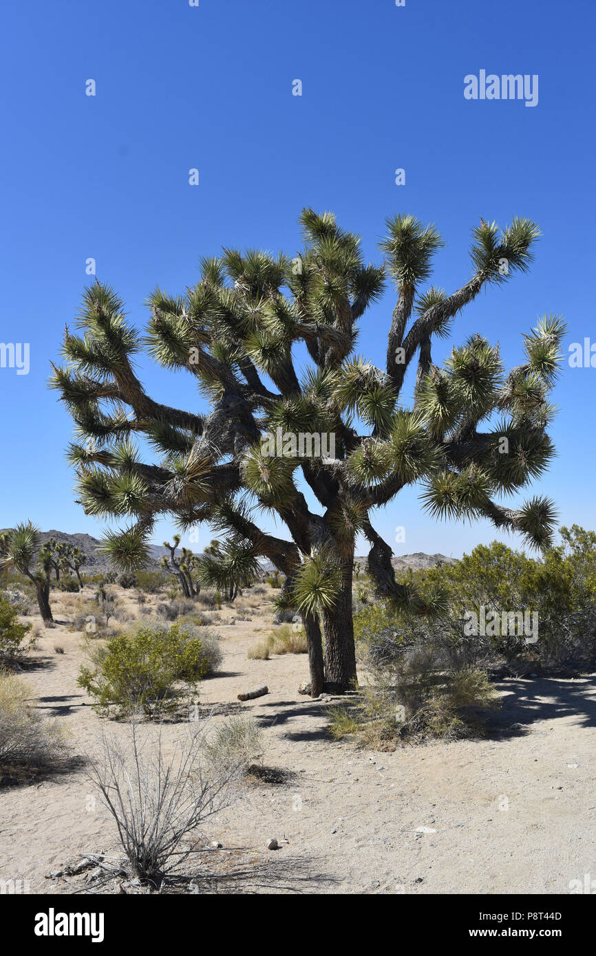 Very large Joshua tree growing in the California desert Stock Photo - Alamy