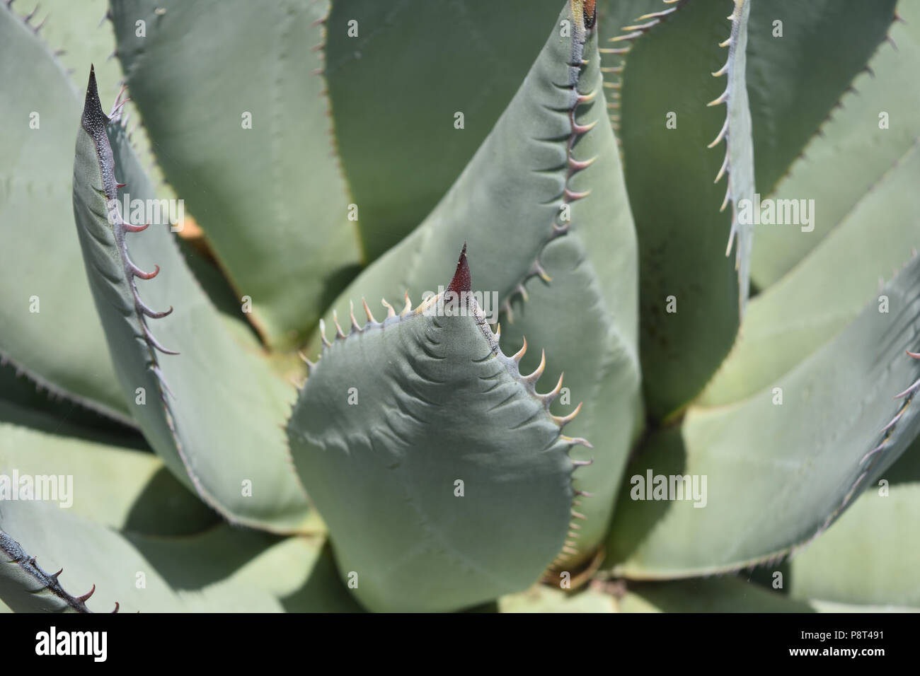 Aloe barbara hi-res stock photography and images - Alamy