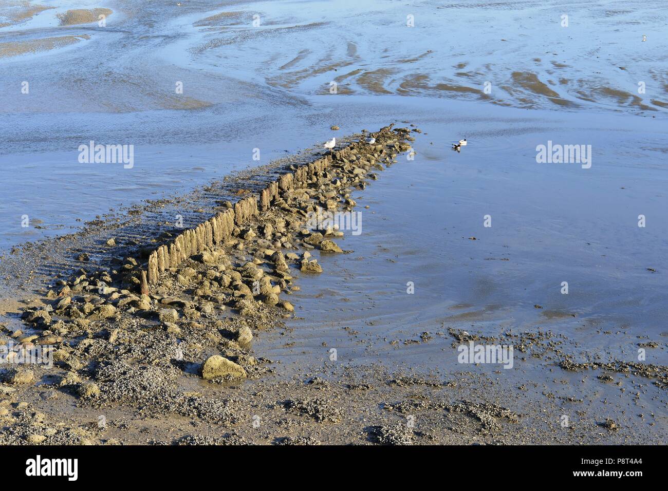 Old fascine made of wood and stones in the flat blue water near Wittdün ...