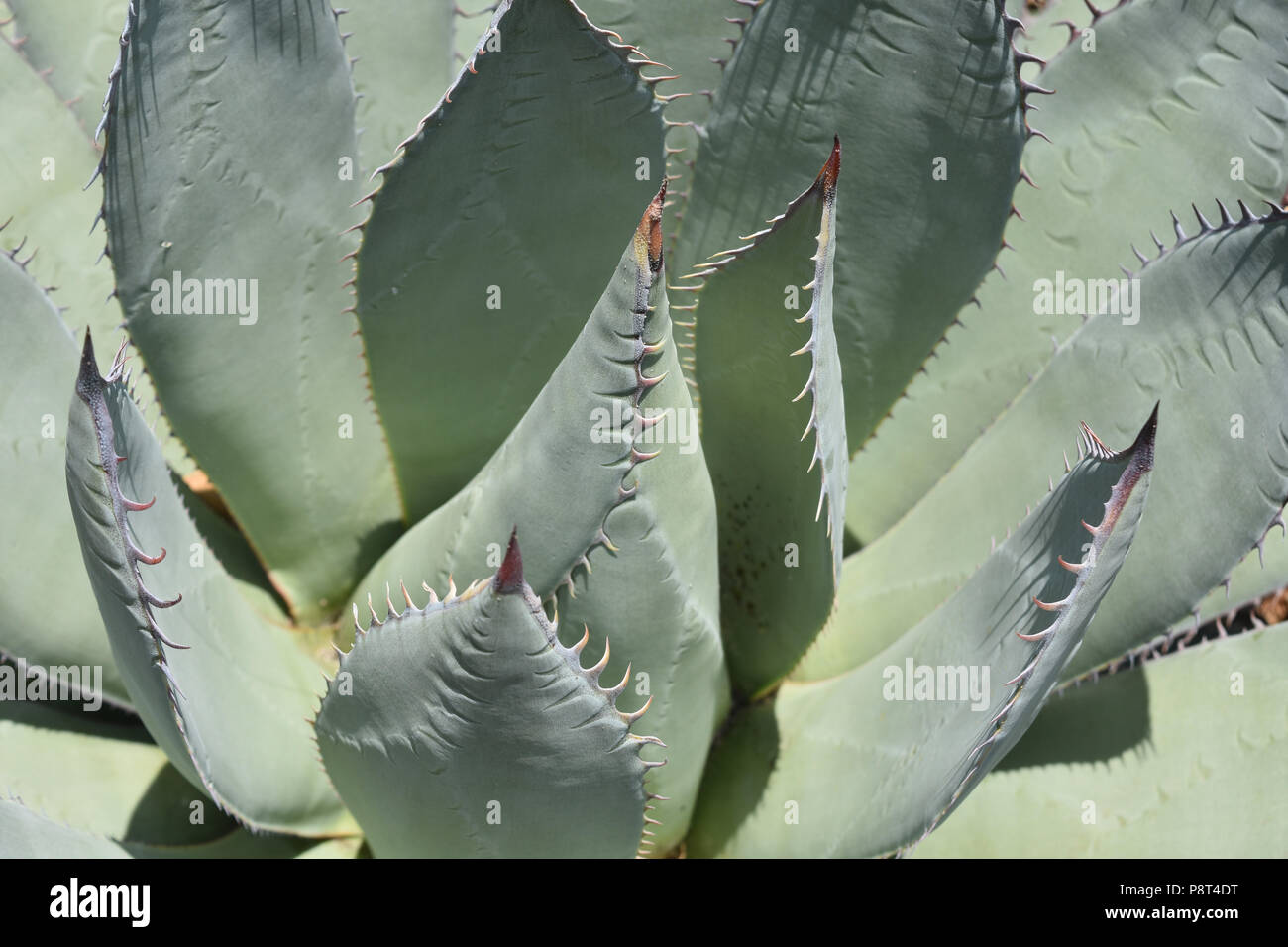Aloe barbara hi-res stock photography and images - Alamy