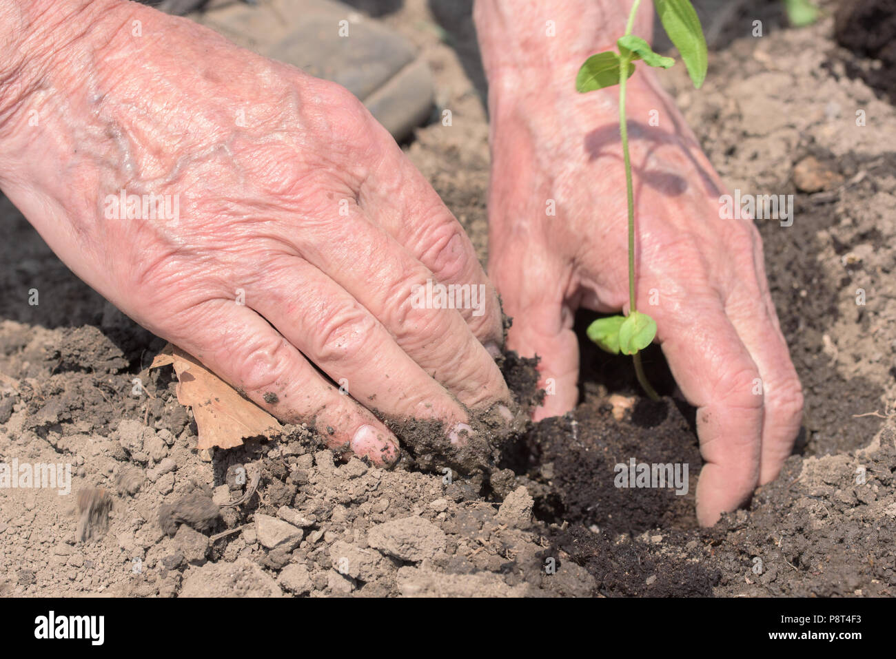 Elderly person planting hi-res stock photography and images - Alamy