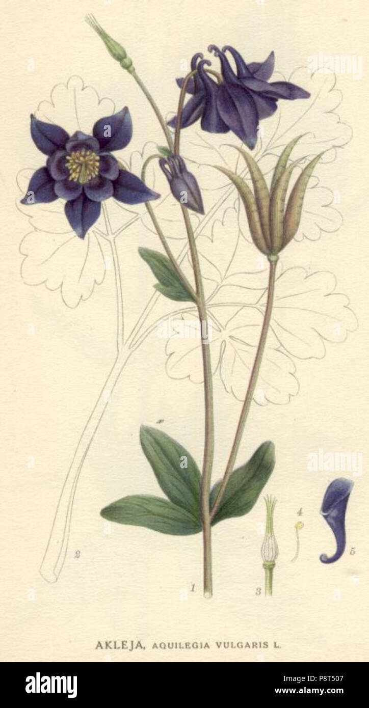 European columbine aquilegia vulgaris hi-res stock photography and ...