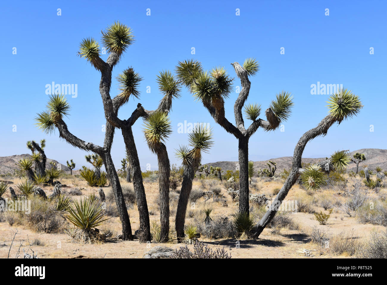 A wide Joshua tree growing in the desert Stock Photo - Alamy
