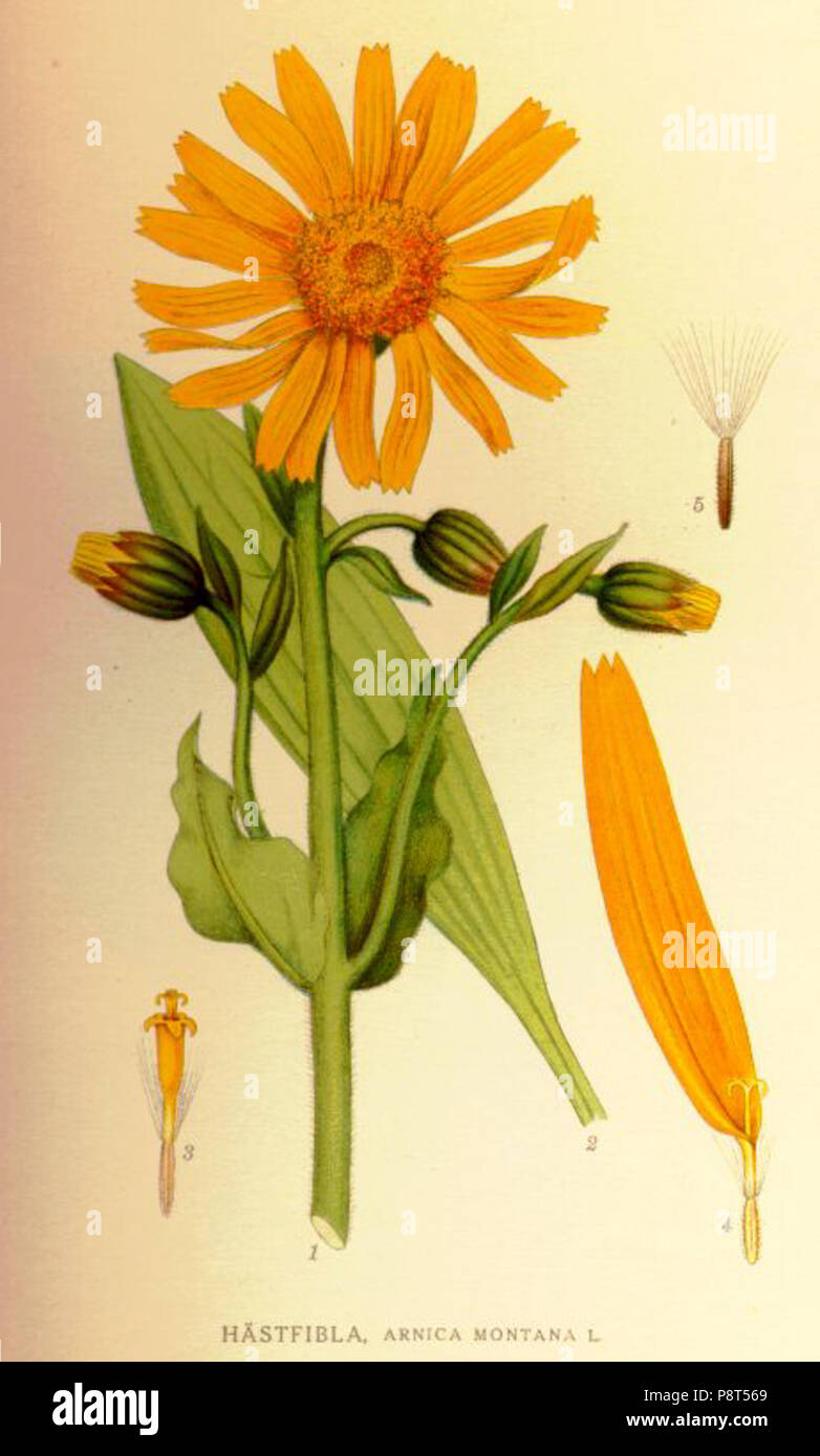 North american arnica hi-res stock photography and images - Alamy