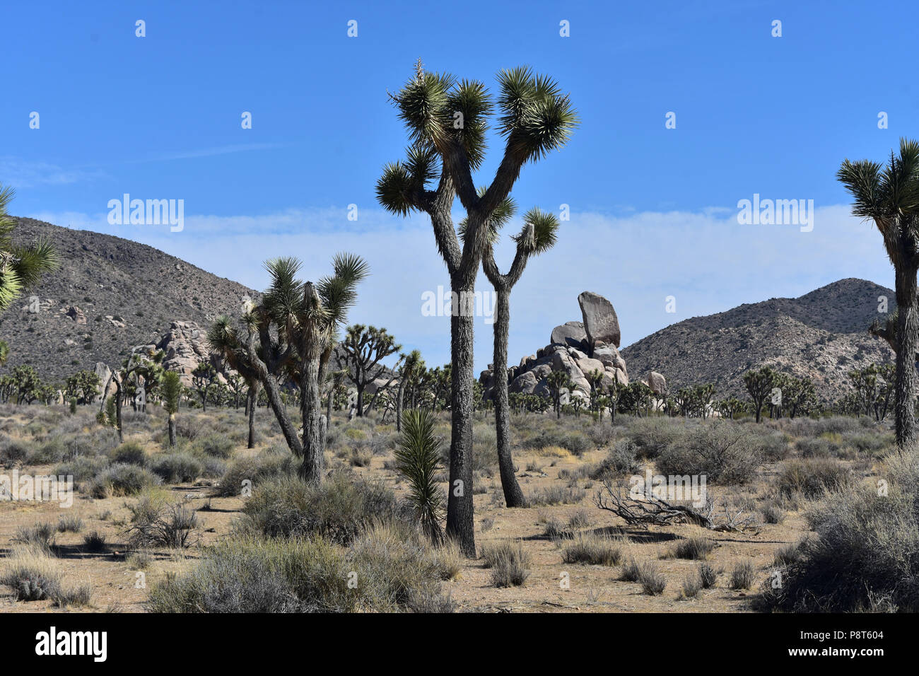 California's mojave desert with joshua trees growing Stock Photo - Alamy