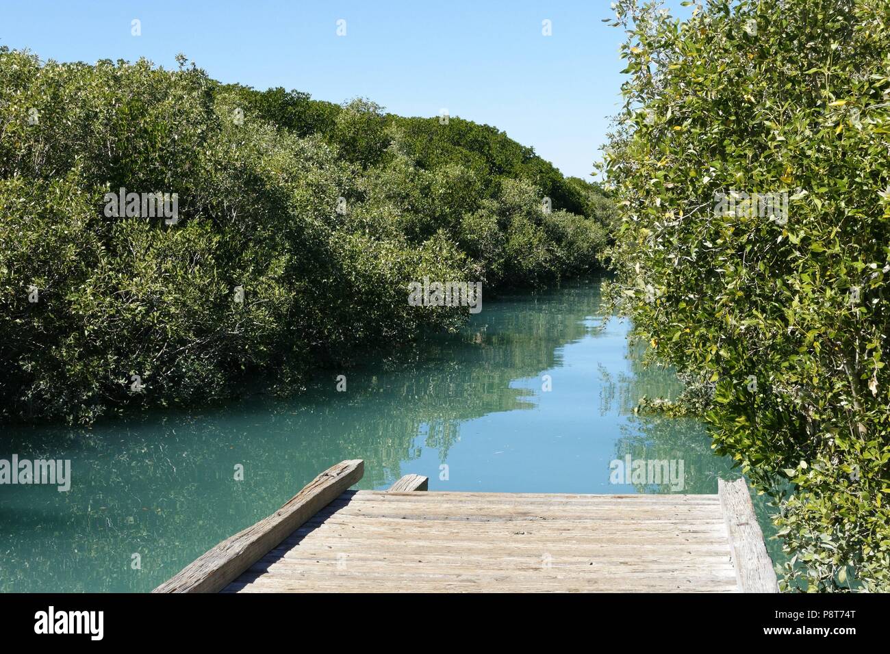 Mangroves broome mangrove hi-res stock photography and images - Alamy