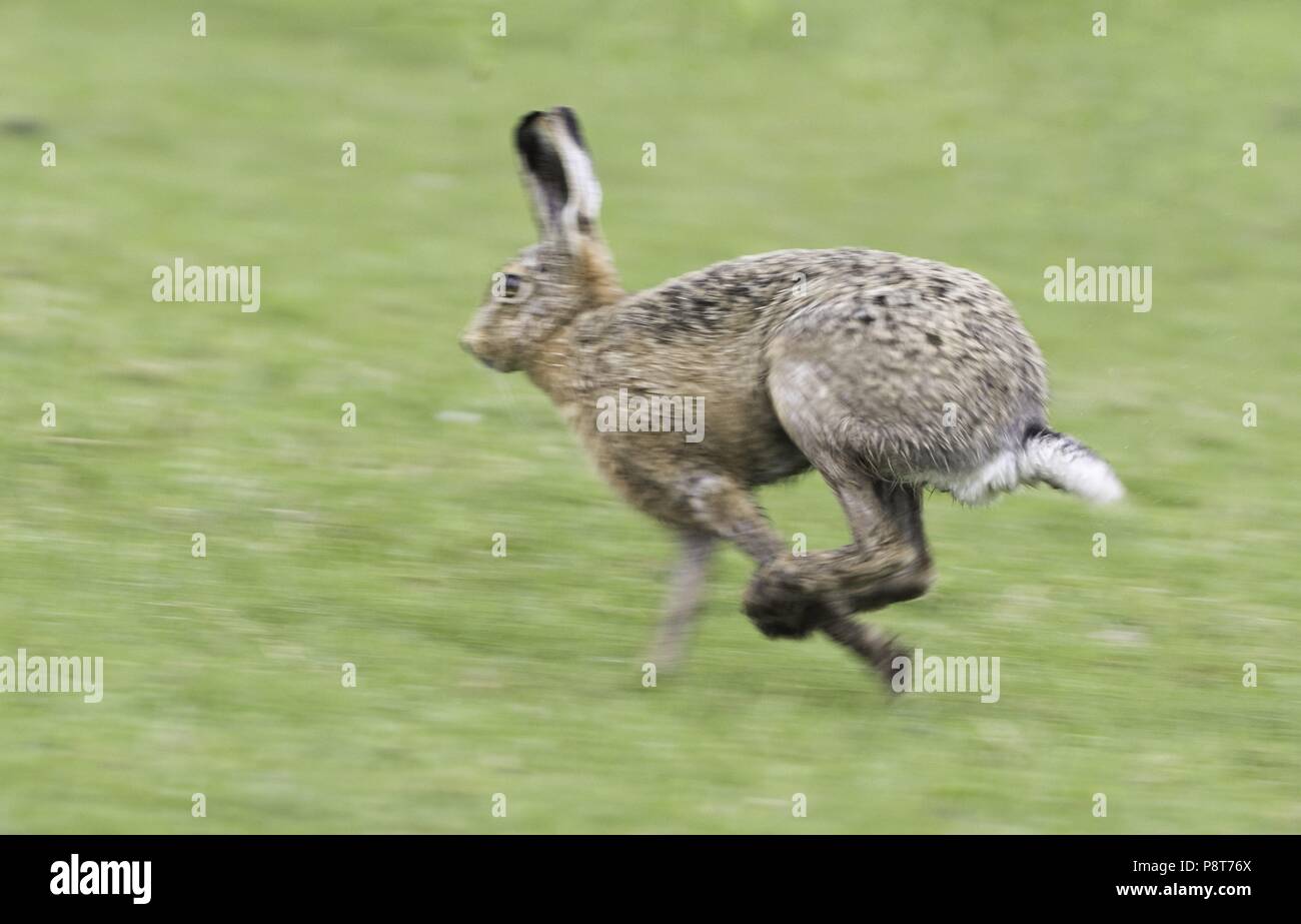 running Hare, april 2018 | usage worldwide Stock Photo - Alamy