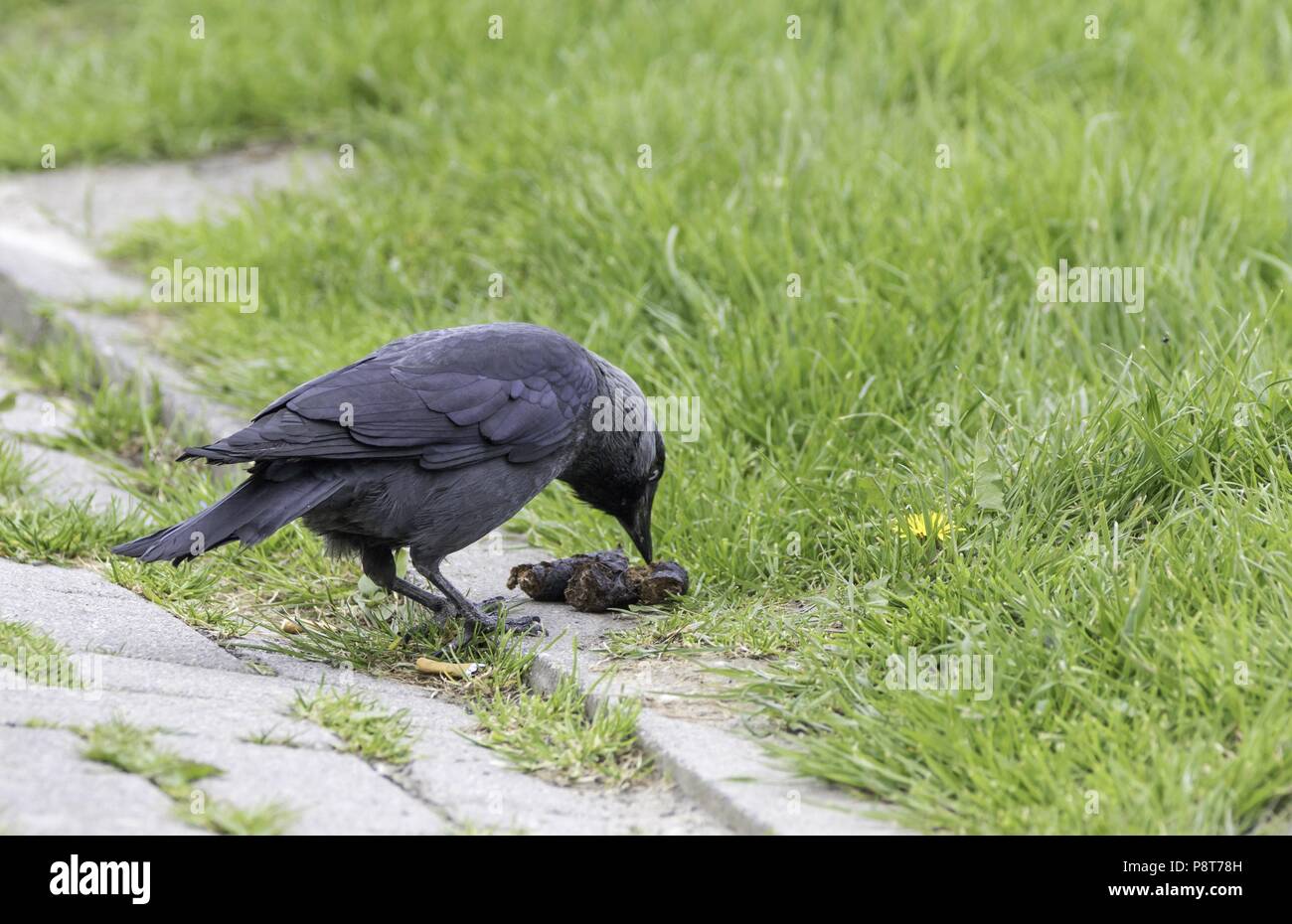 Jackdaw looking for food, april 2018 | usage worldwide Stock Photo - Alamy