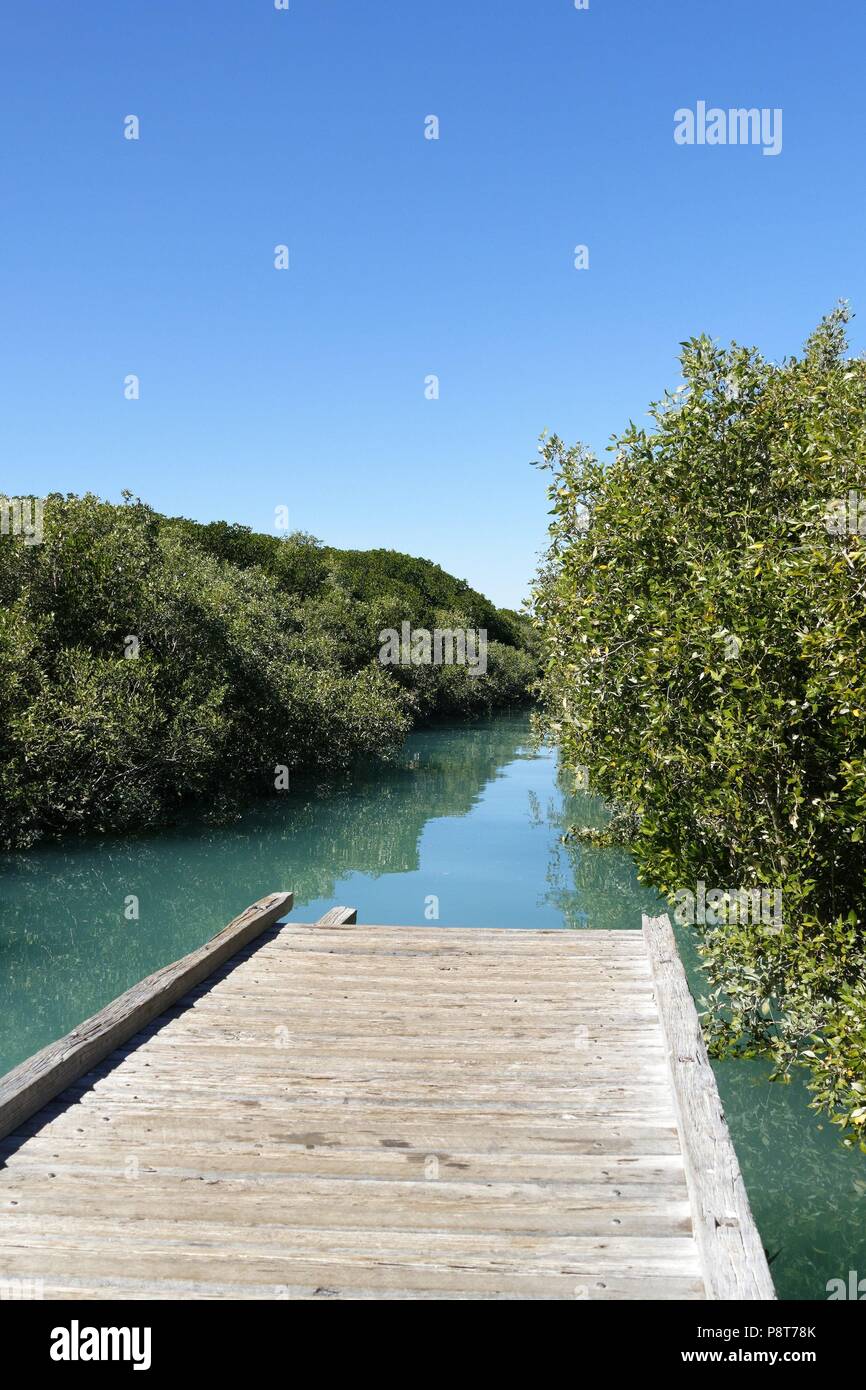 Mangroves broome mangrove hi-res stock photography and images - Alamy