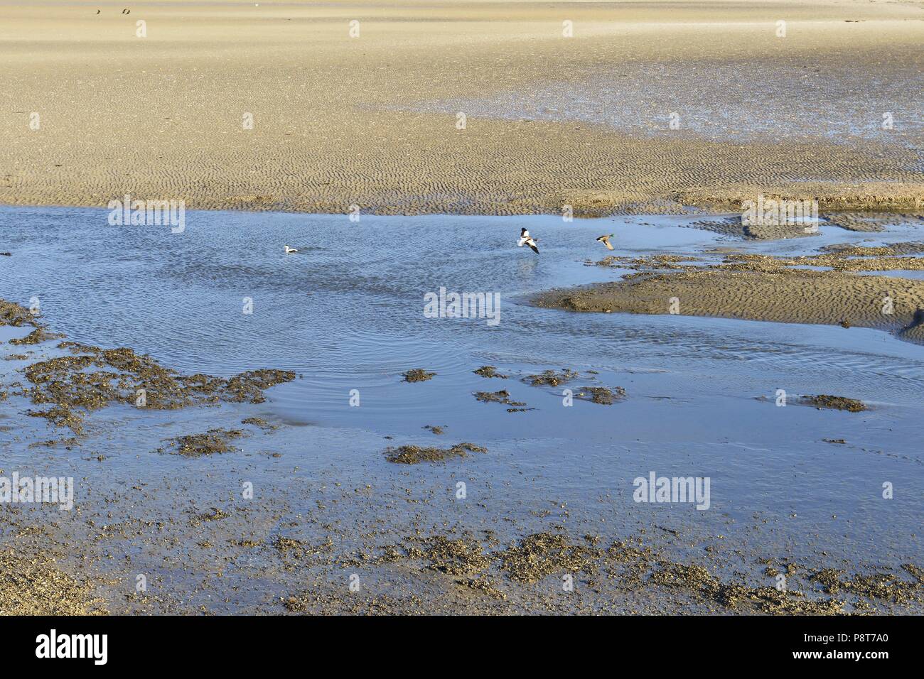 Dried-up sandy tideland with a pattern of ripple marks and puddles of ...