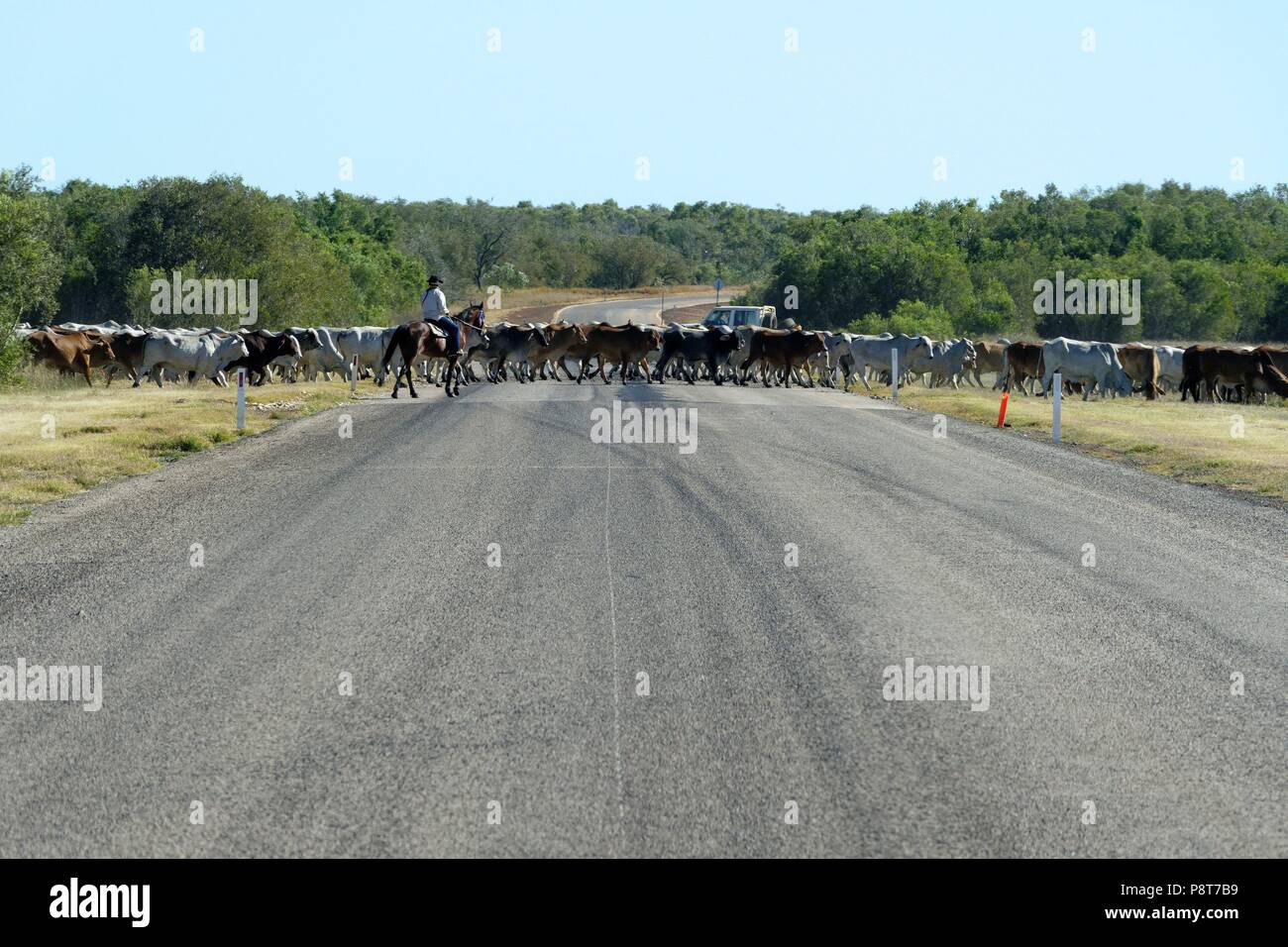 Live stock crossing Northern Highway, Roebuck, Western Australia ...