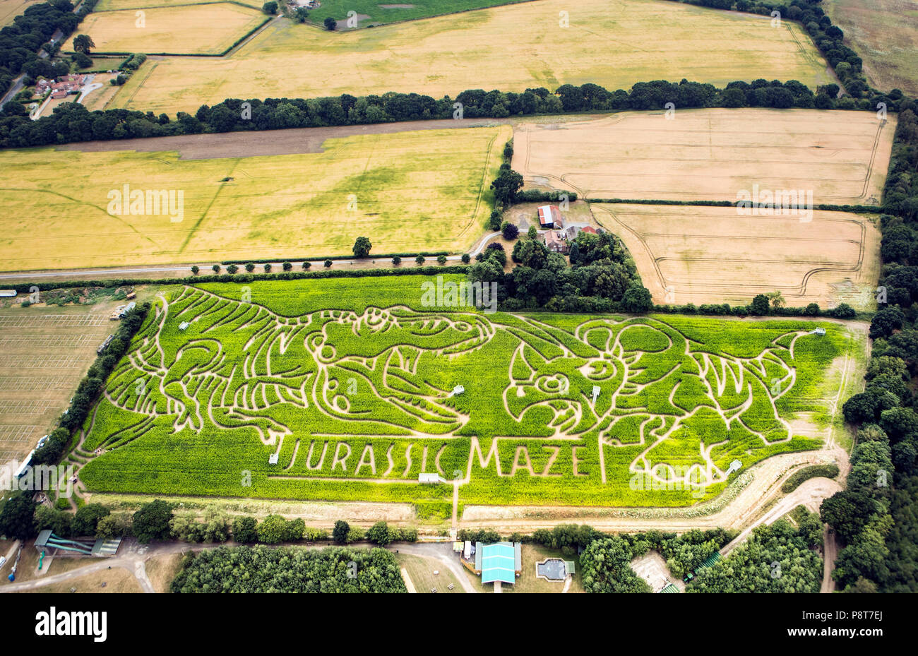 A maze forming a Jurassic scene in a five acre field of maize plants at ...