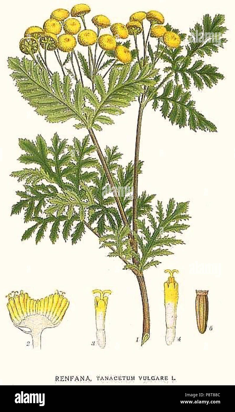 Plants tanacetum hi-res stock photography and images - Alamy