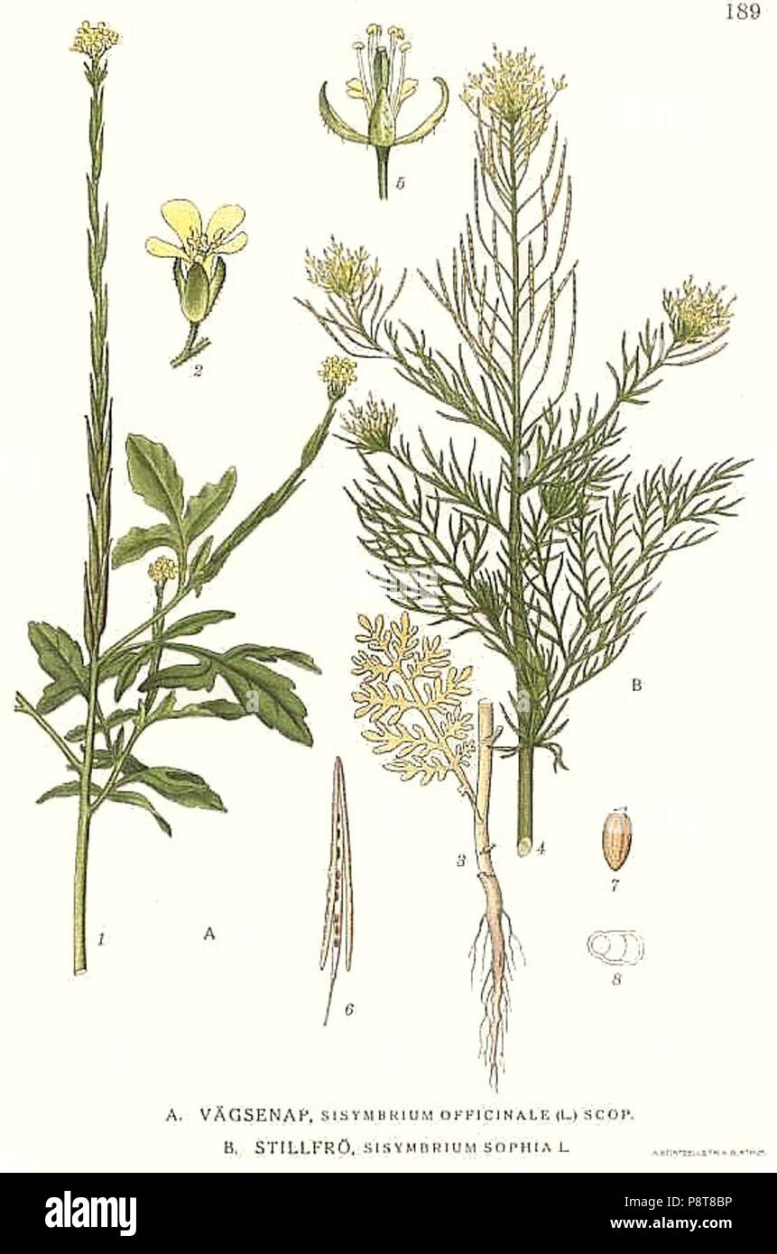 . 11 189 Sisymbrium sophia, Sisymbrium officinale Stock Photo - Alamy