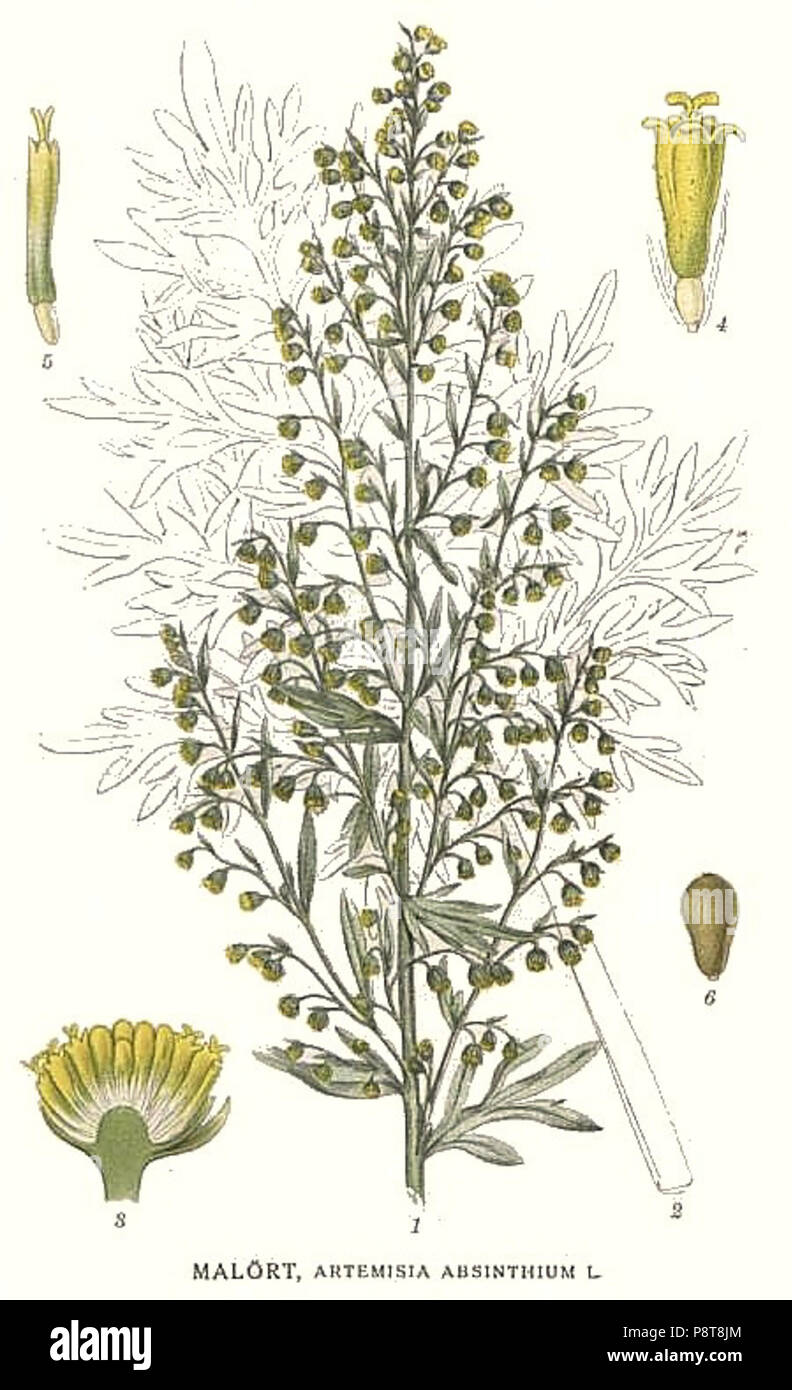 Plant species artemisia absinthium hi-res stock photography and images ...