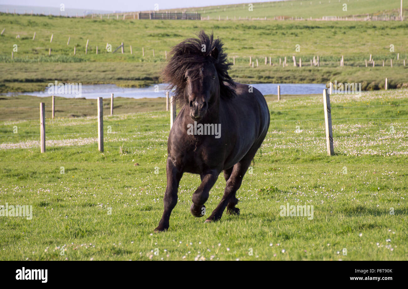 Shetland Pony Breeding High Resolution Stock Photography and Images - Alamy