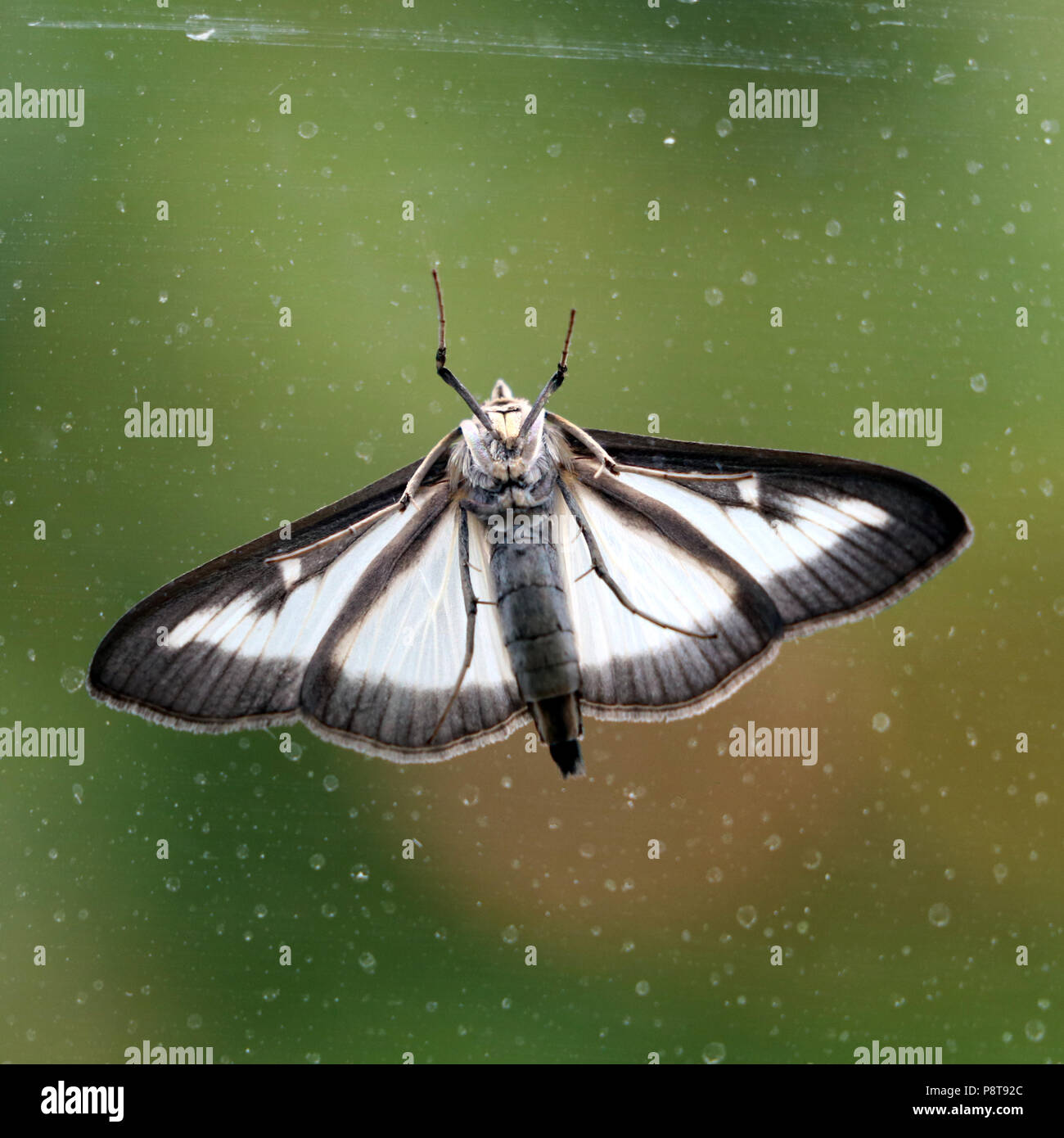 Buxus moth hi-res stock photography and images - Alamy
