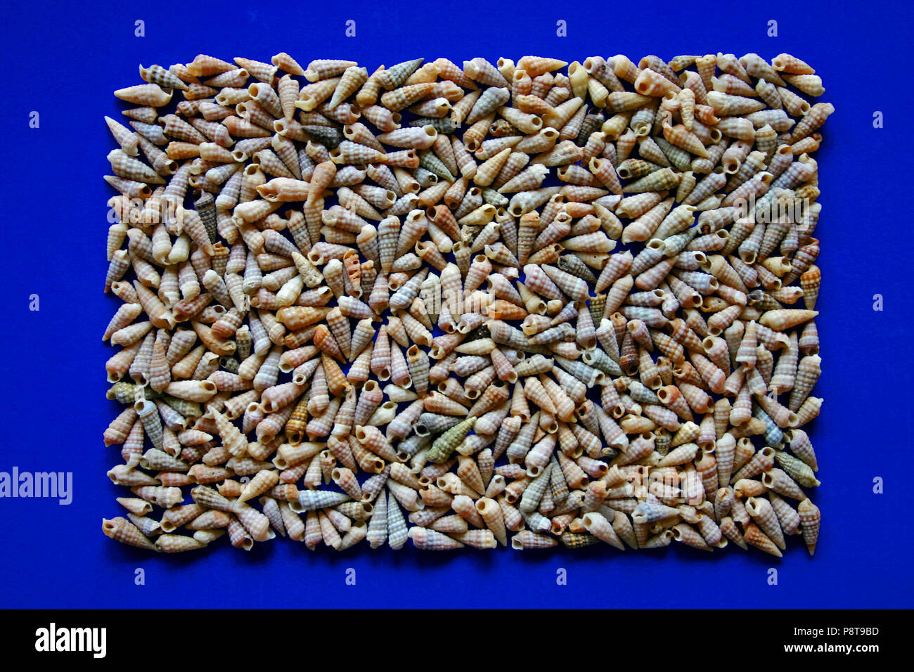 collection of shells from the red see, nicely organized on a canvas ...