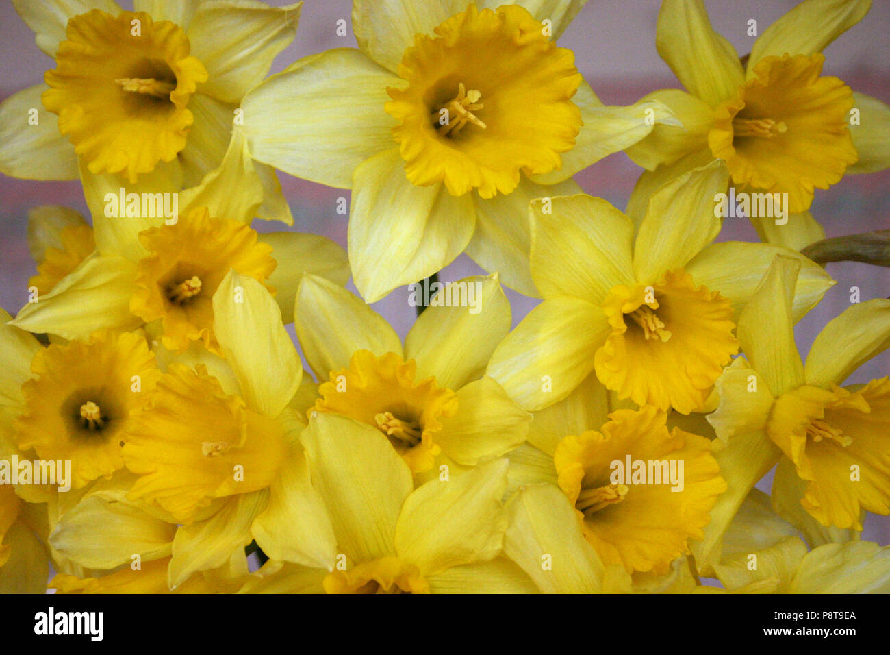 Easter flower hi-res stock photography and images - Alamy
