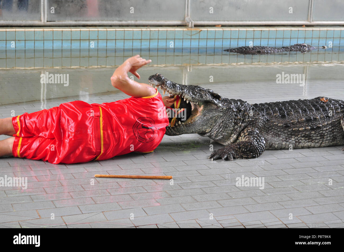 Tamer and Crocodile, Crocodile Show, Attraction, Point of Interest ...