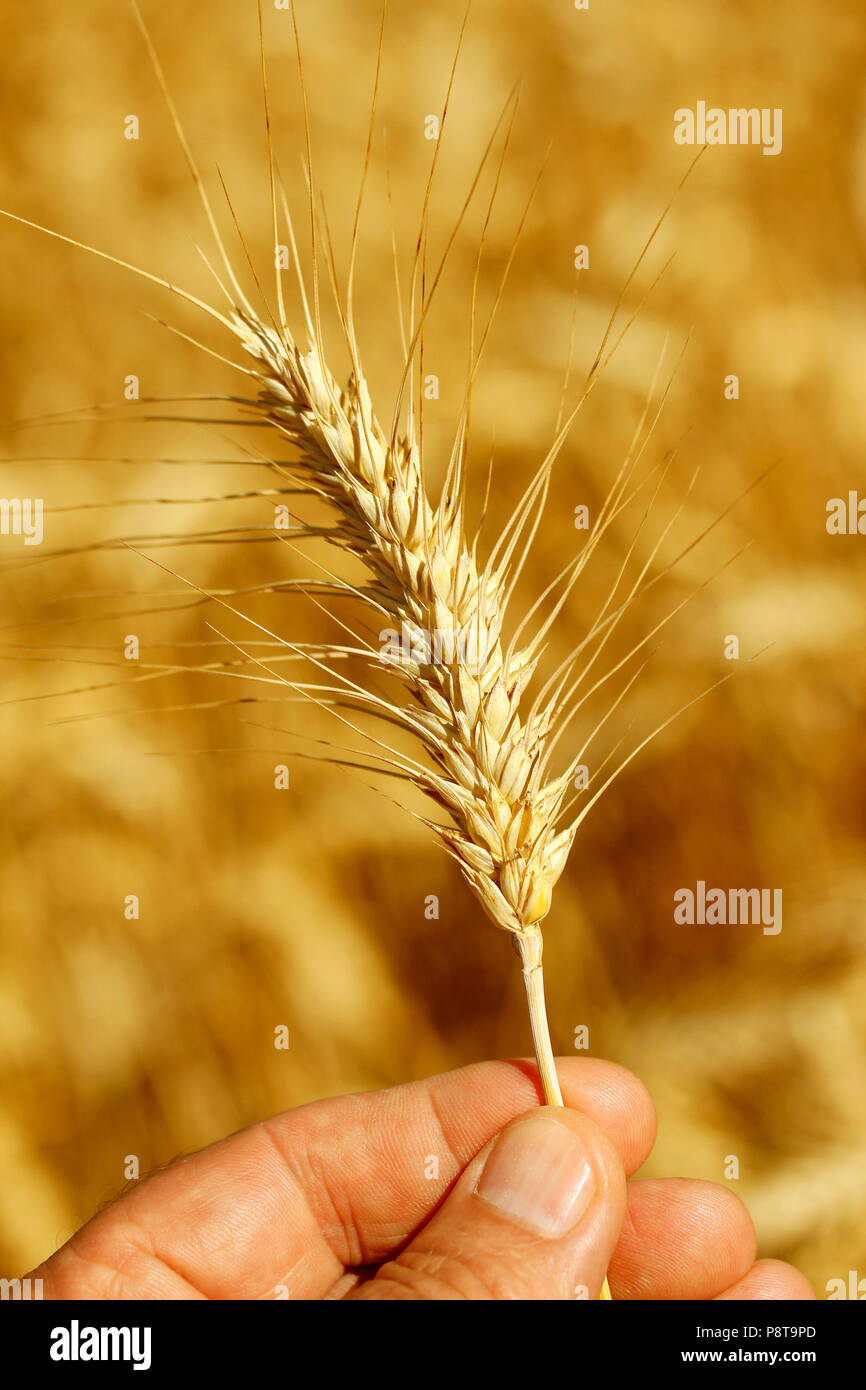 Hand hands holding hold ears ear hi-res stock photography and images ...