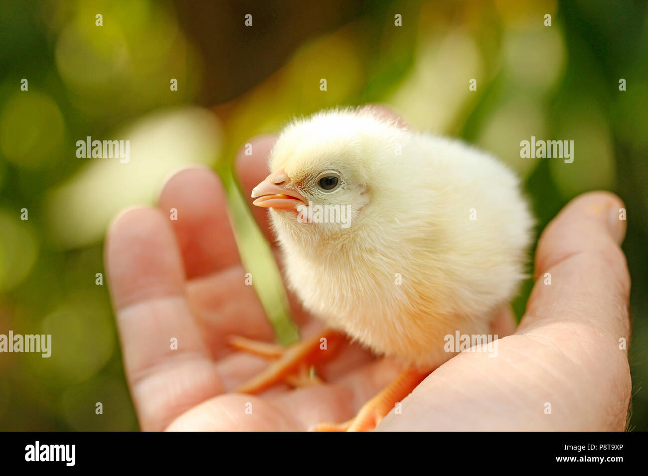 Chick on hand Stock Photo - Alamy