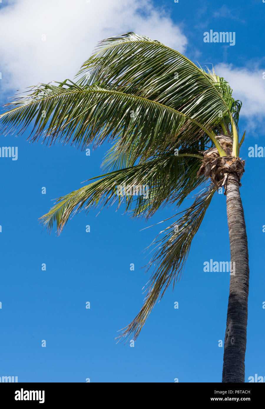 Windy palm leaves hi-res stock photography and images - Alamy